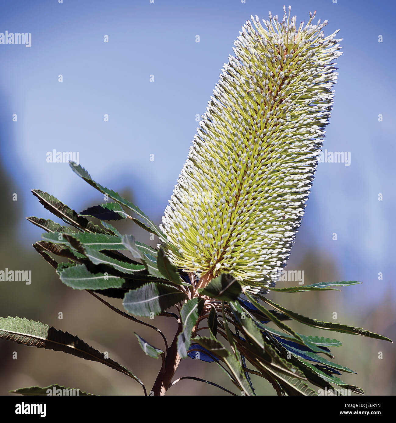 Wallum hi-res stock photography and images - Alamy