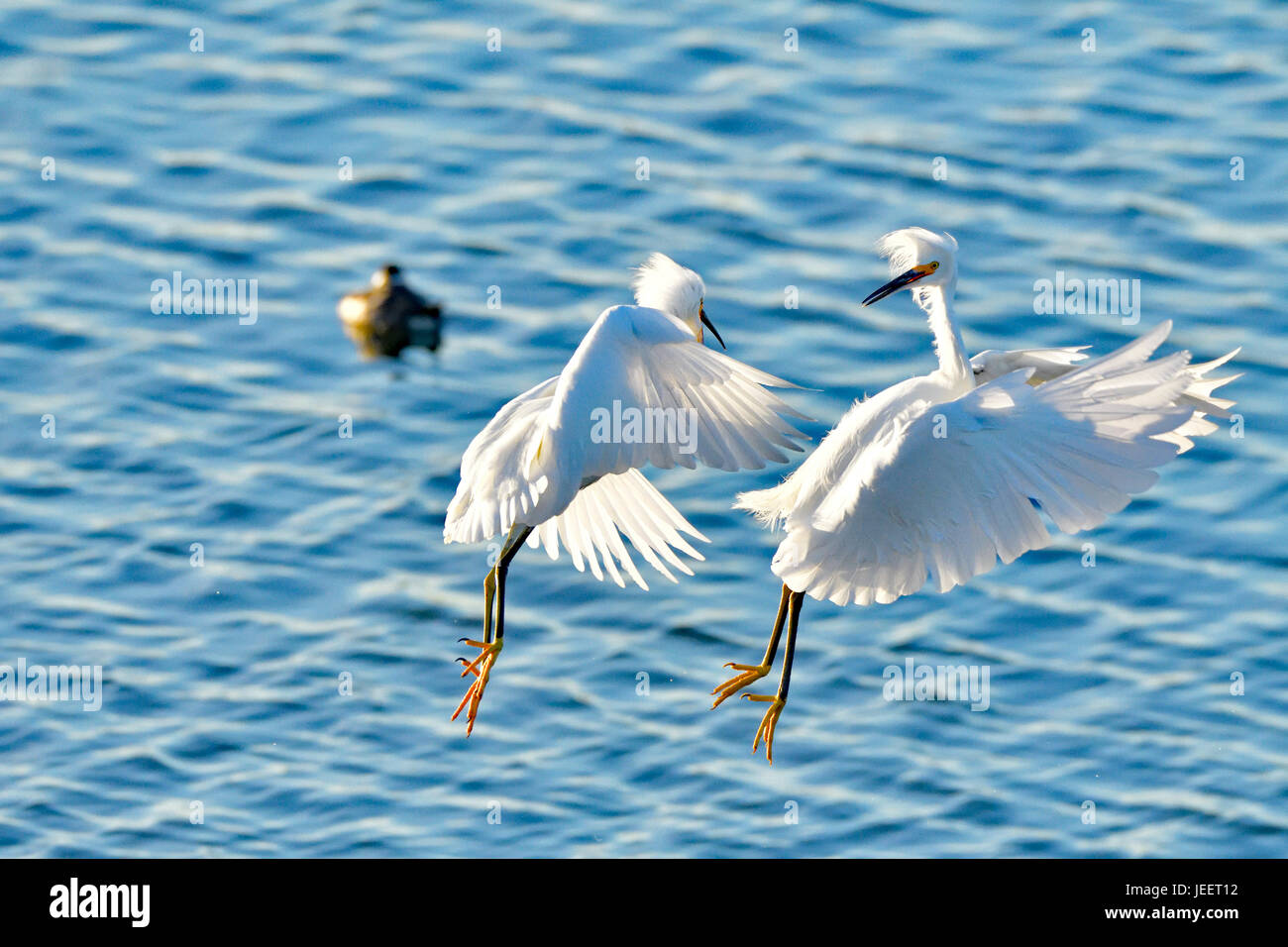 A pair of snowy egrets fighting for territory Stock Photo - Alamy