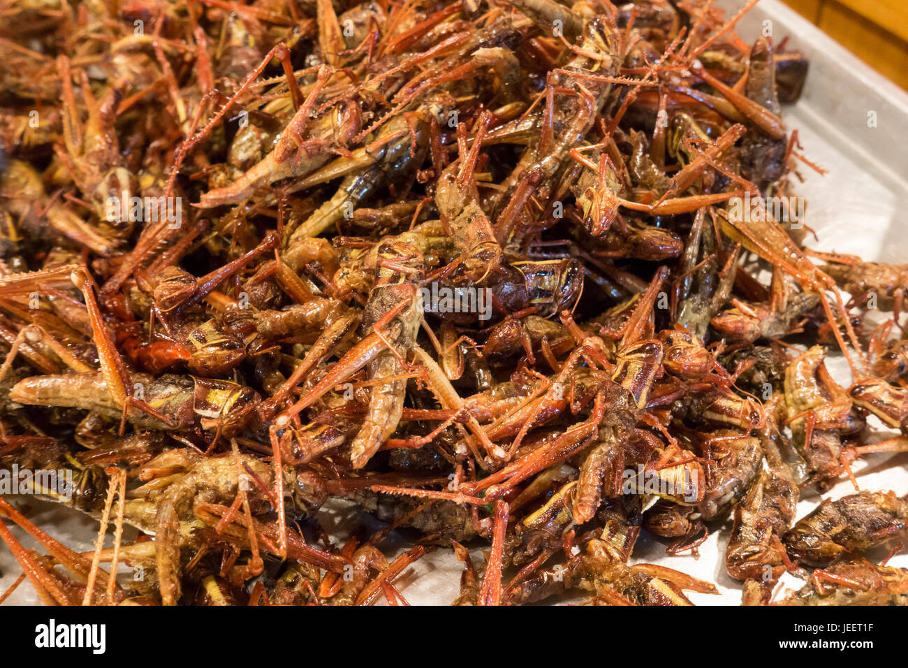 Cook grasshoppers hi-res stock photography and images - Alamy