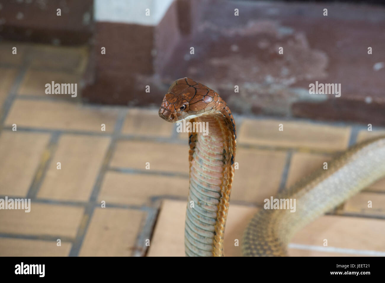 Cobra head hi-res stock photography and images - Alamy