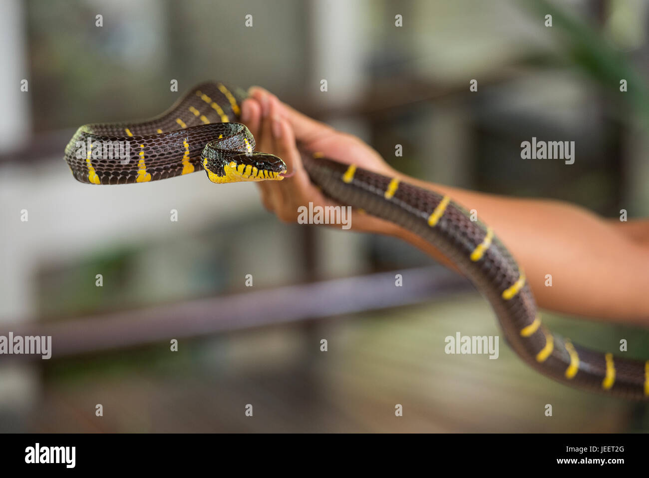 Black and yellow snake in hand Stock Photo - Alamy