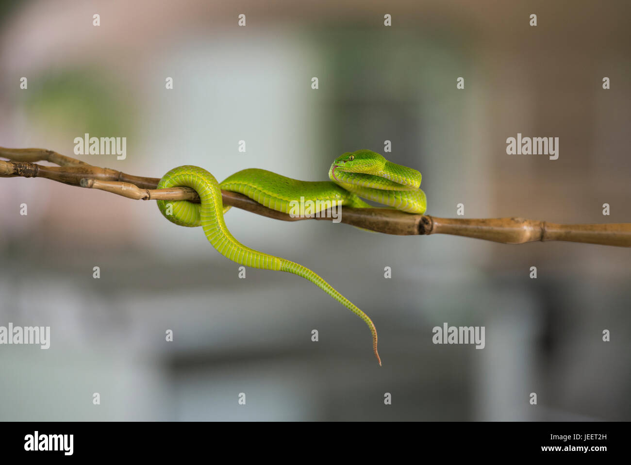 green snake on a branch Stock Photo - Alamy