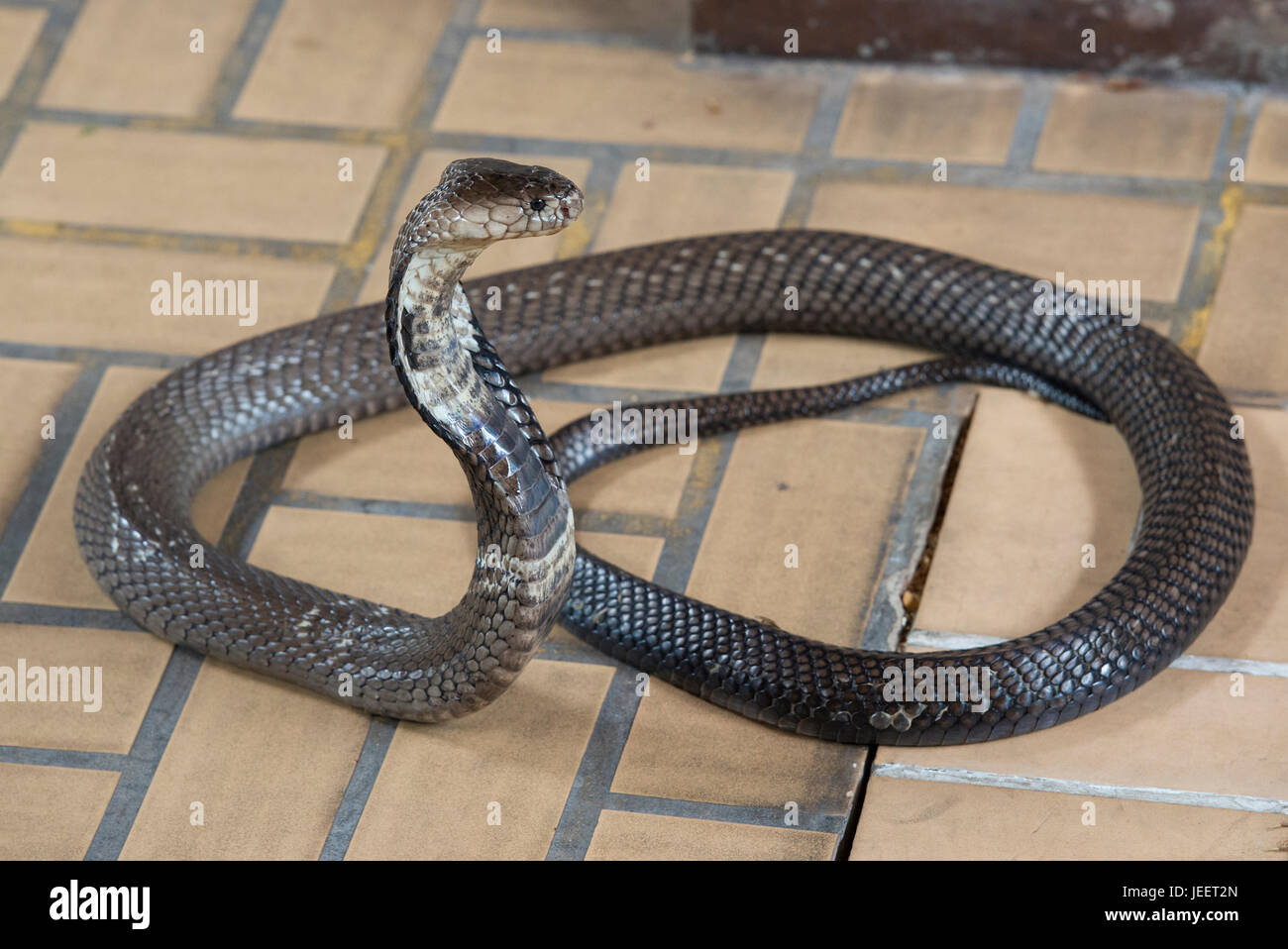 Cobra snake close-up Stock Photo - Alamy