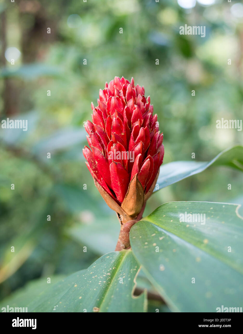 Tropical Red Flower Stock Photo - Alamy