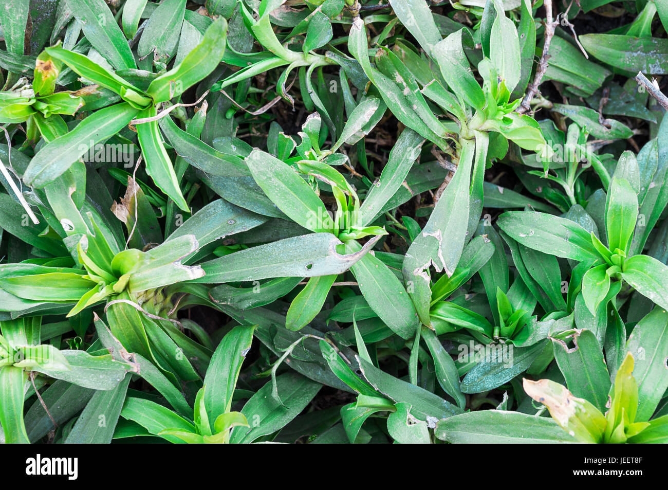 Plants for backgrounds hi-res stock photography and images - Alamy