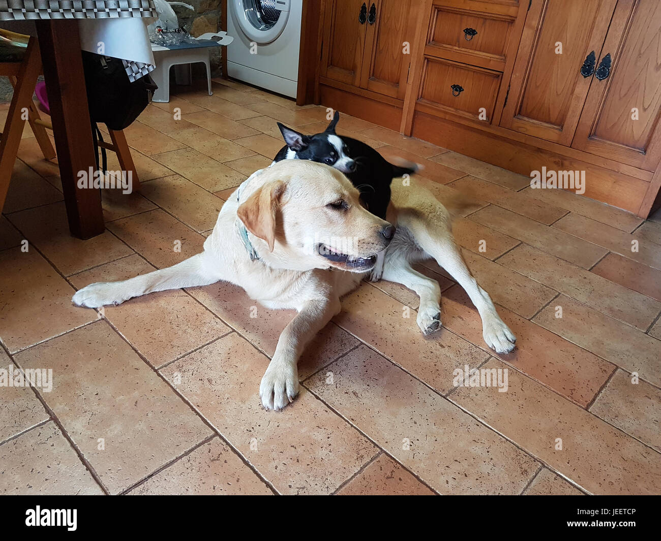 Golden retriever chihuahua dog hi-res stock photography and images - Alamy