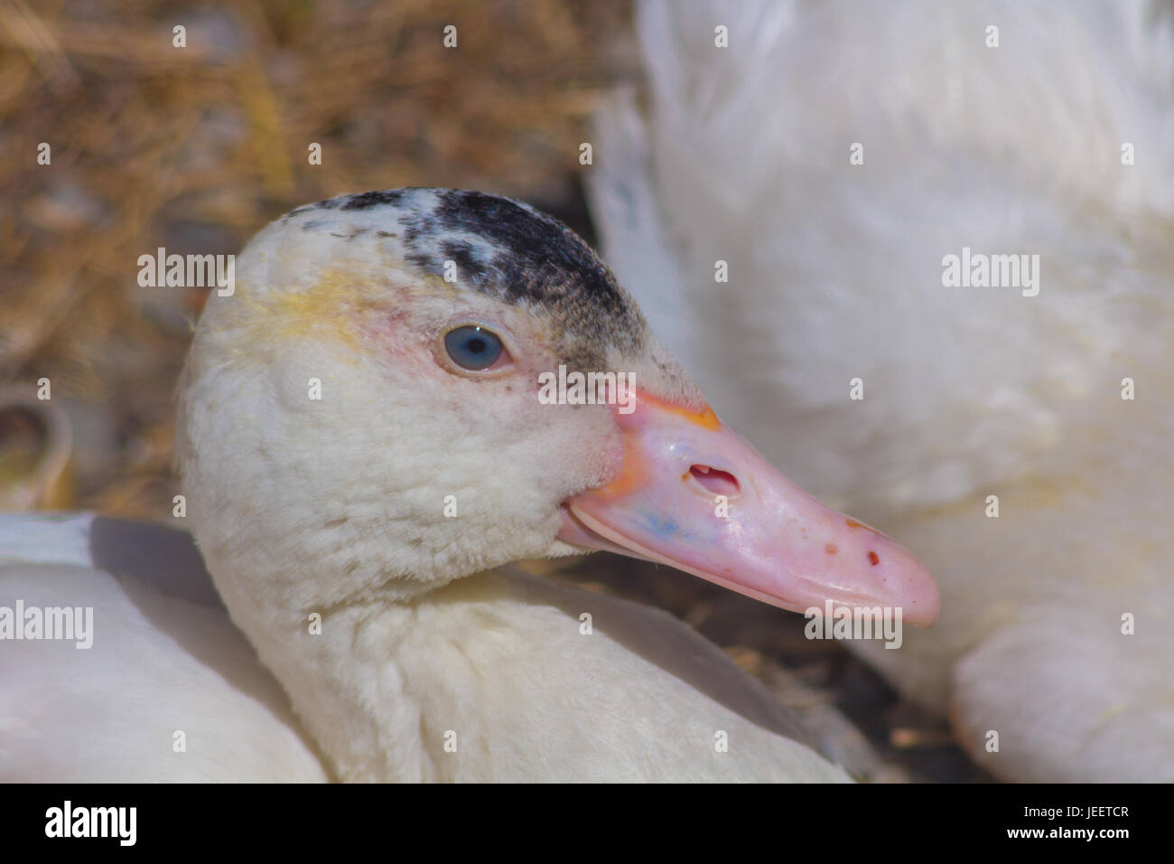 Farm ducks rest on the ground Stock Photo - Alamy