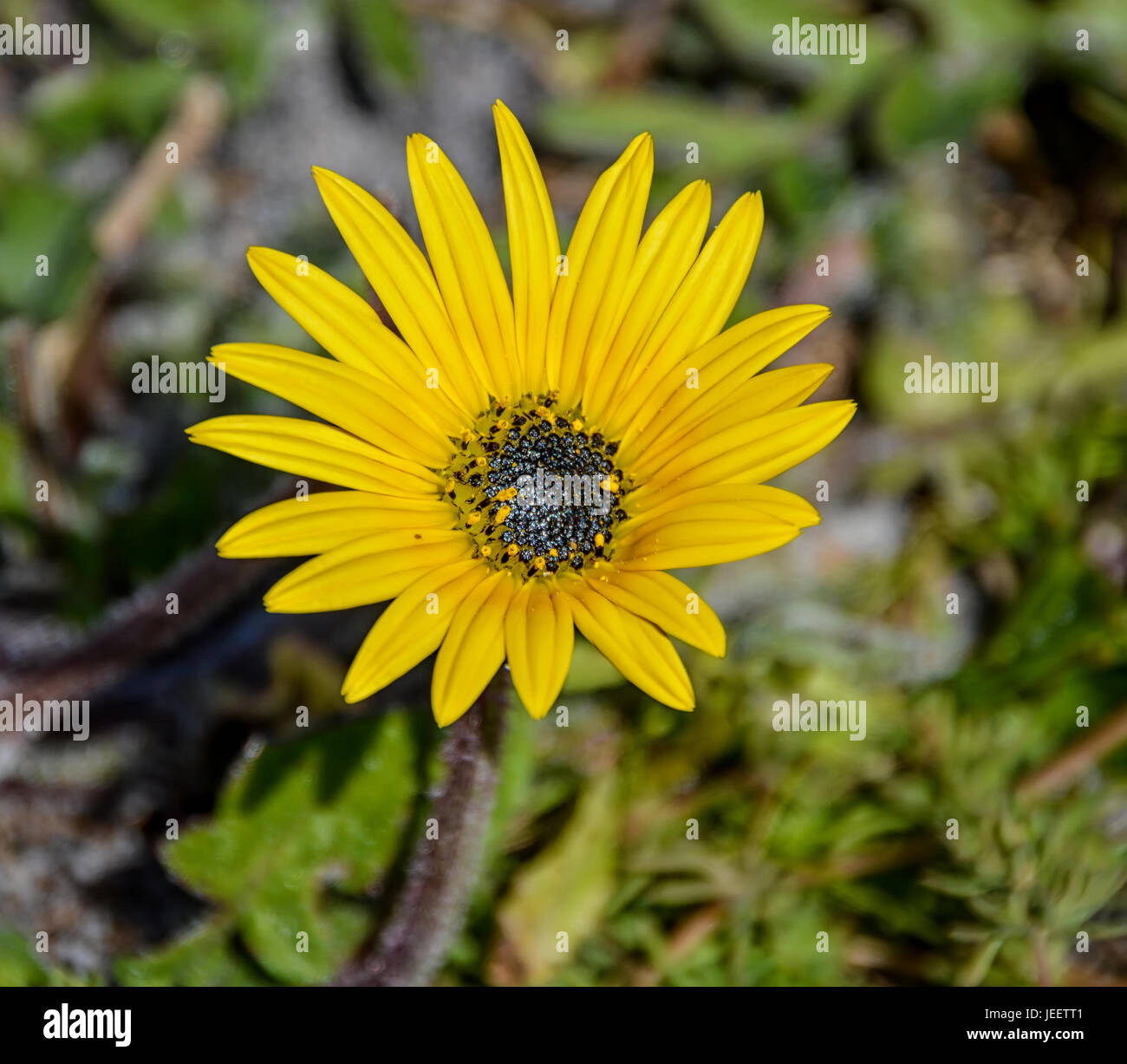 Cape weed cape daisy cape dandelion hi-res stock photography and images ...