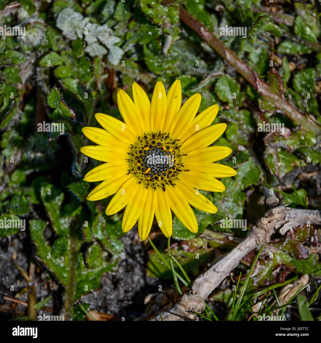 Cape weed cape daisy cape dandelion hi-res stock photography and images ...
