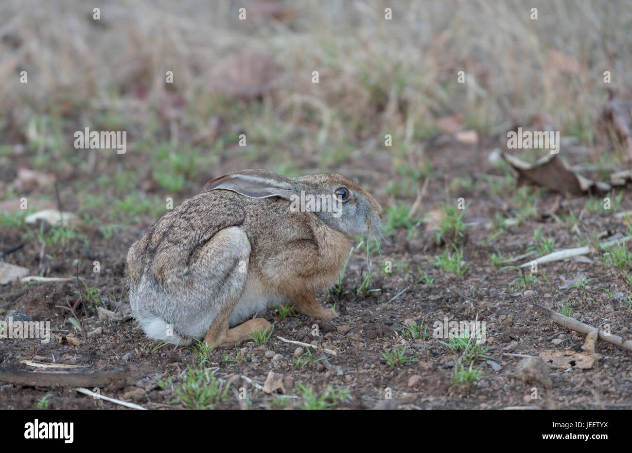 Indian Black Naped Hare Stock Photo - Alamy