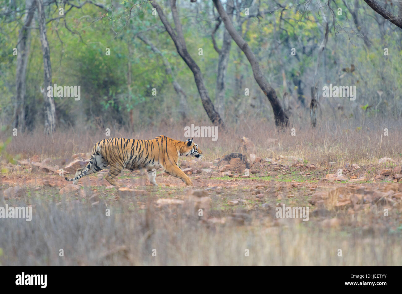 Tiger Stalking on Prey Stock Photo - Alamy