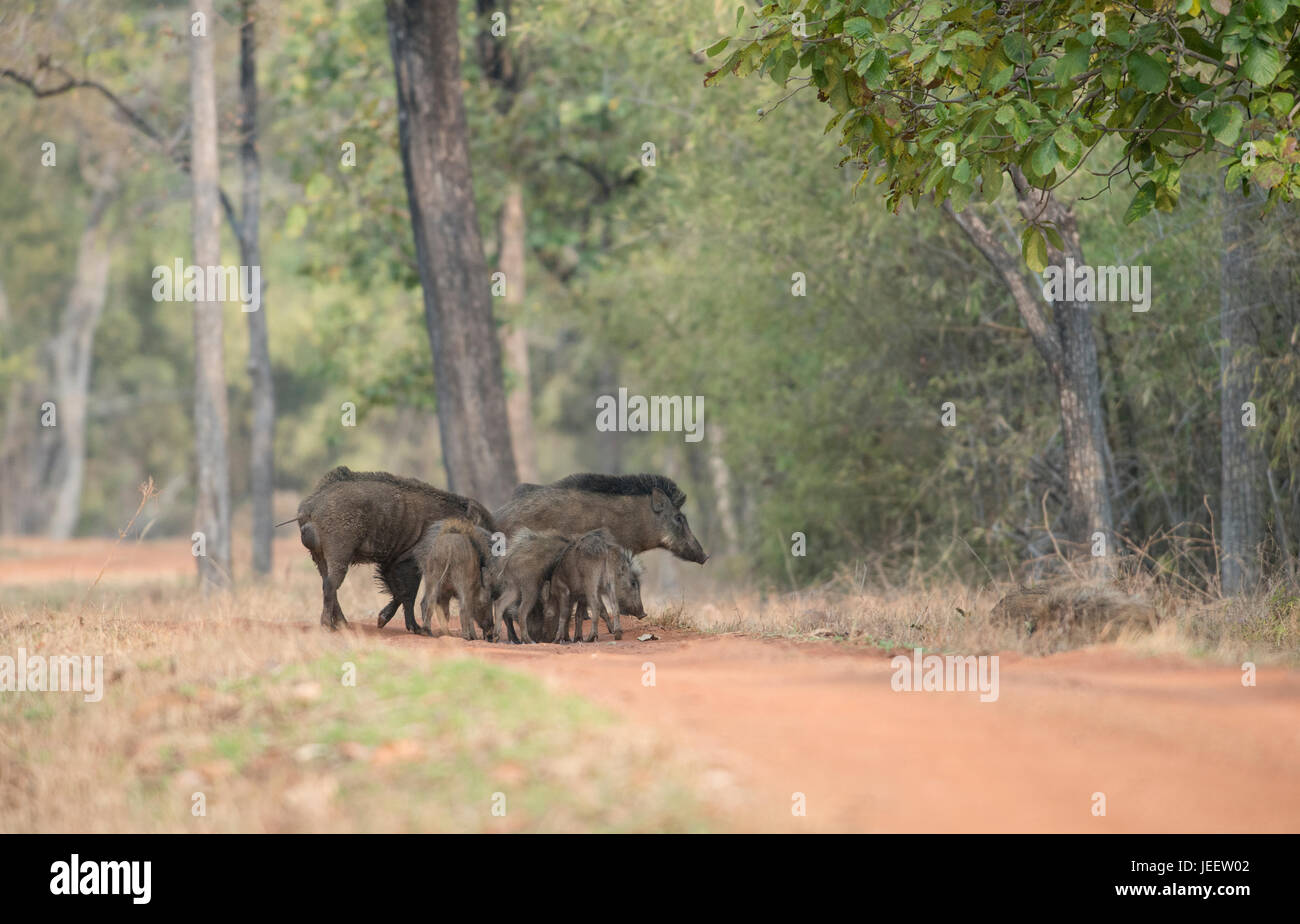 Wild Boar Family Stock Photo - Alamy