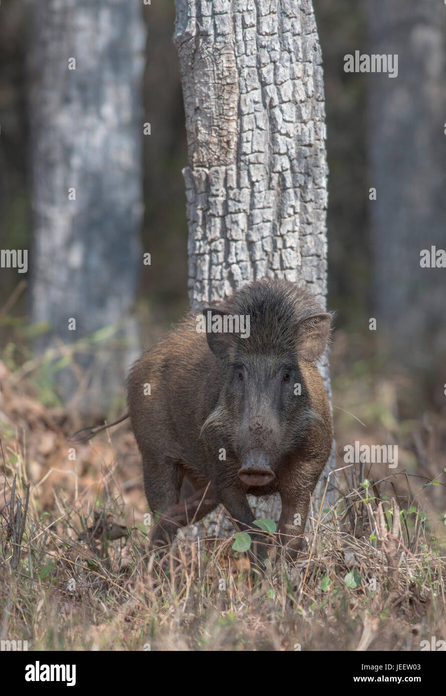Male Wild Boar Stock Photo - Alamy