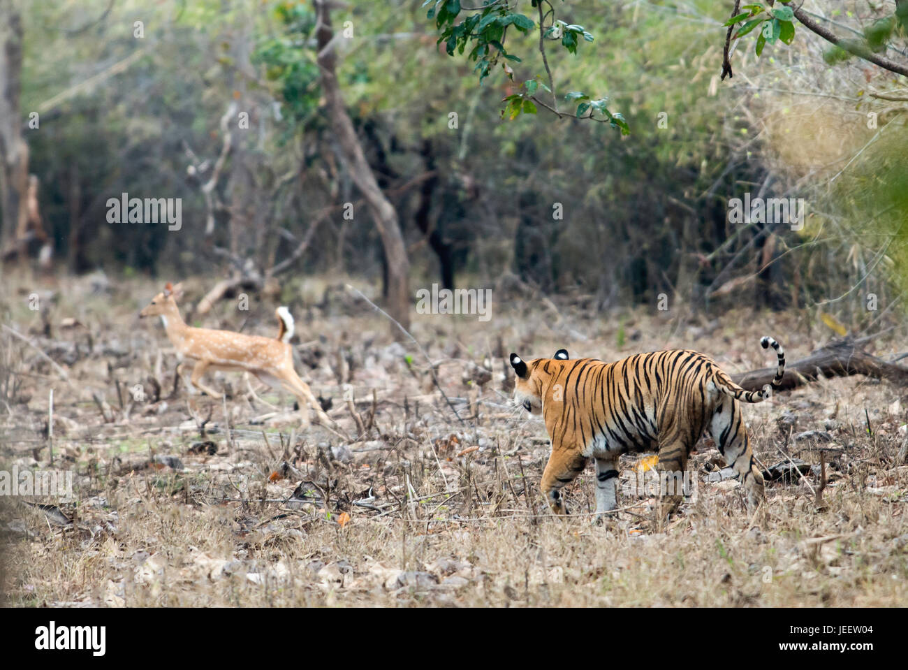 Tiger and deer Stock Photo - Alamy