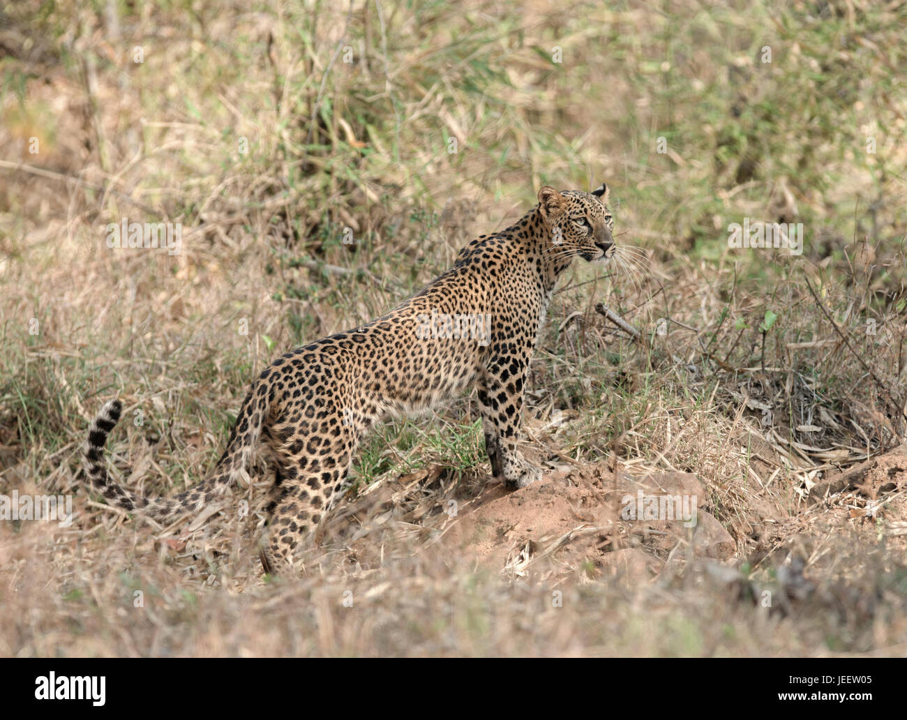 Leopard hills safari hi-res stock photography and images - Alamy