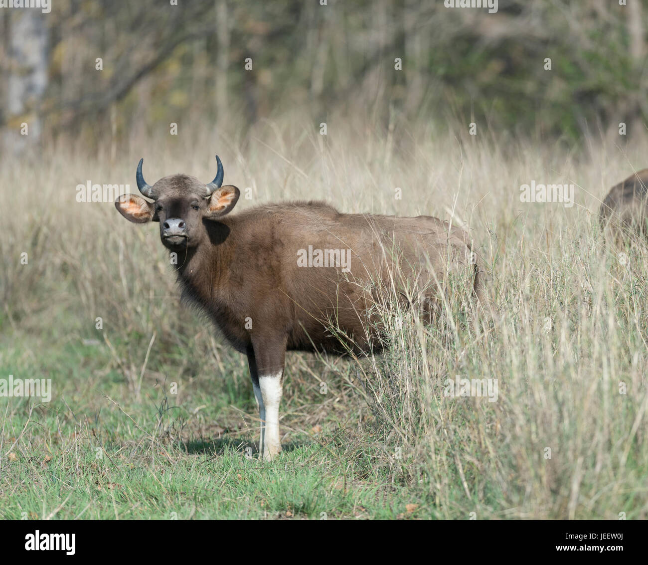 Female gaur hi-res stock photography and images - Alamy