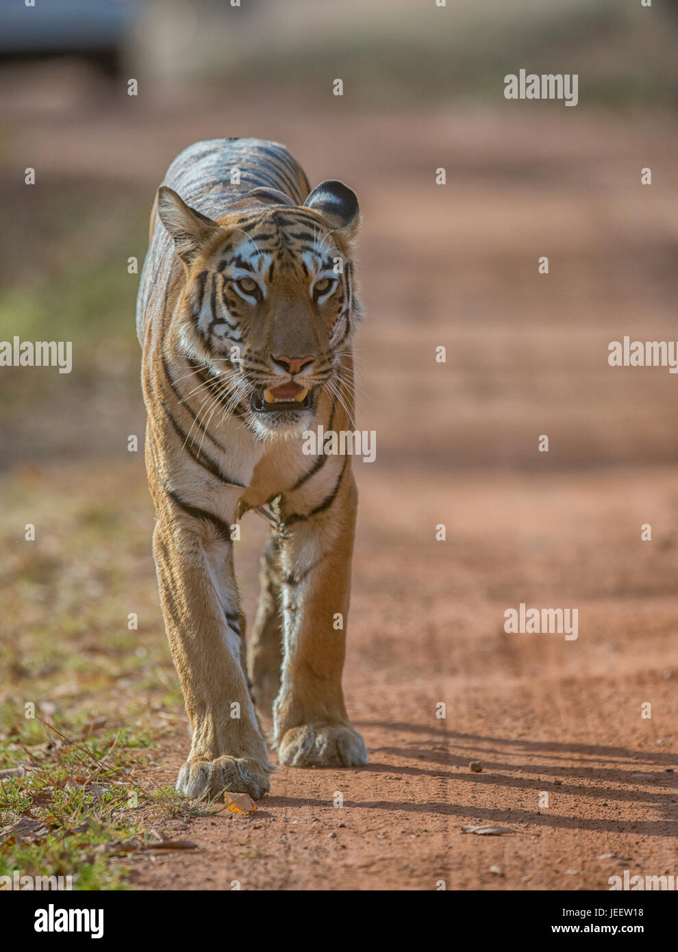 Young tiger cub walk hi-res stock photography and images - Alamy