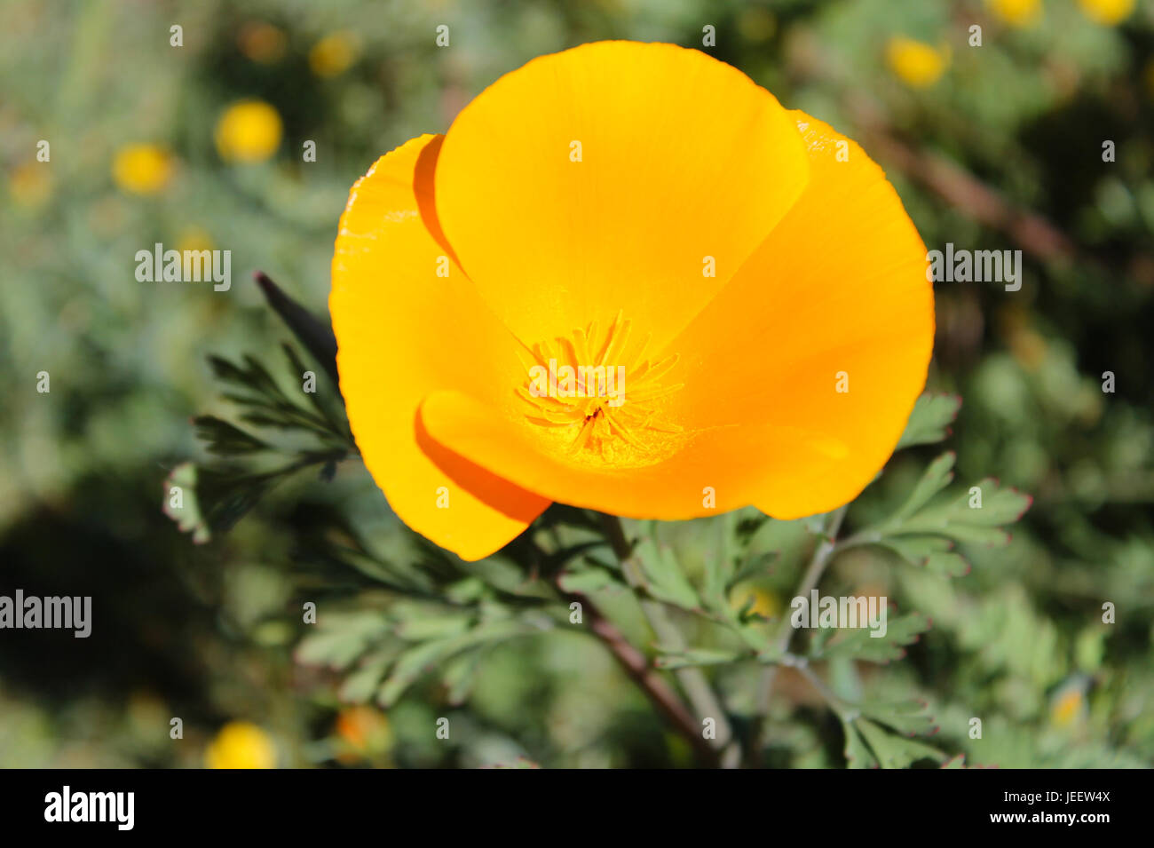 Celebrating Nature's Palette: A Stunning Close-Up of a Vibrant ...