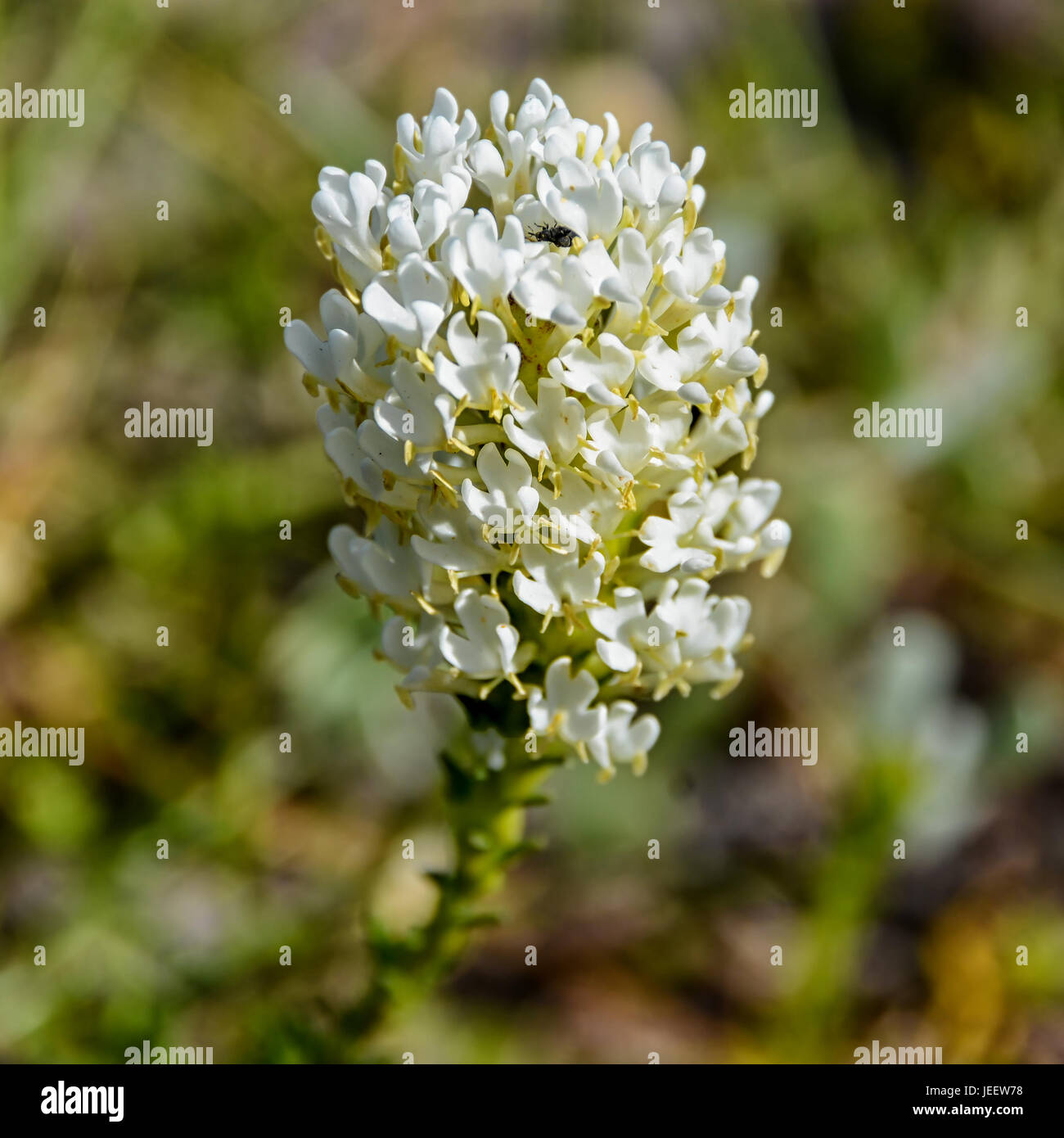 Dischisma ciliatum hi-res stock photography and images - Alamy
