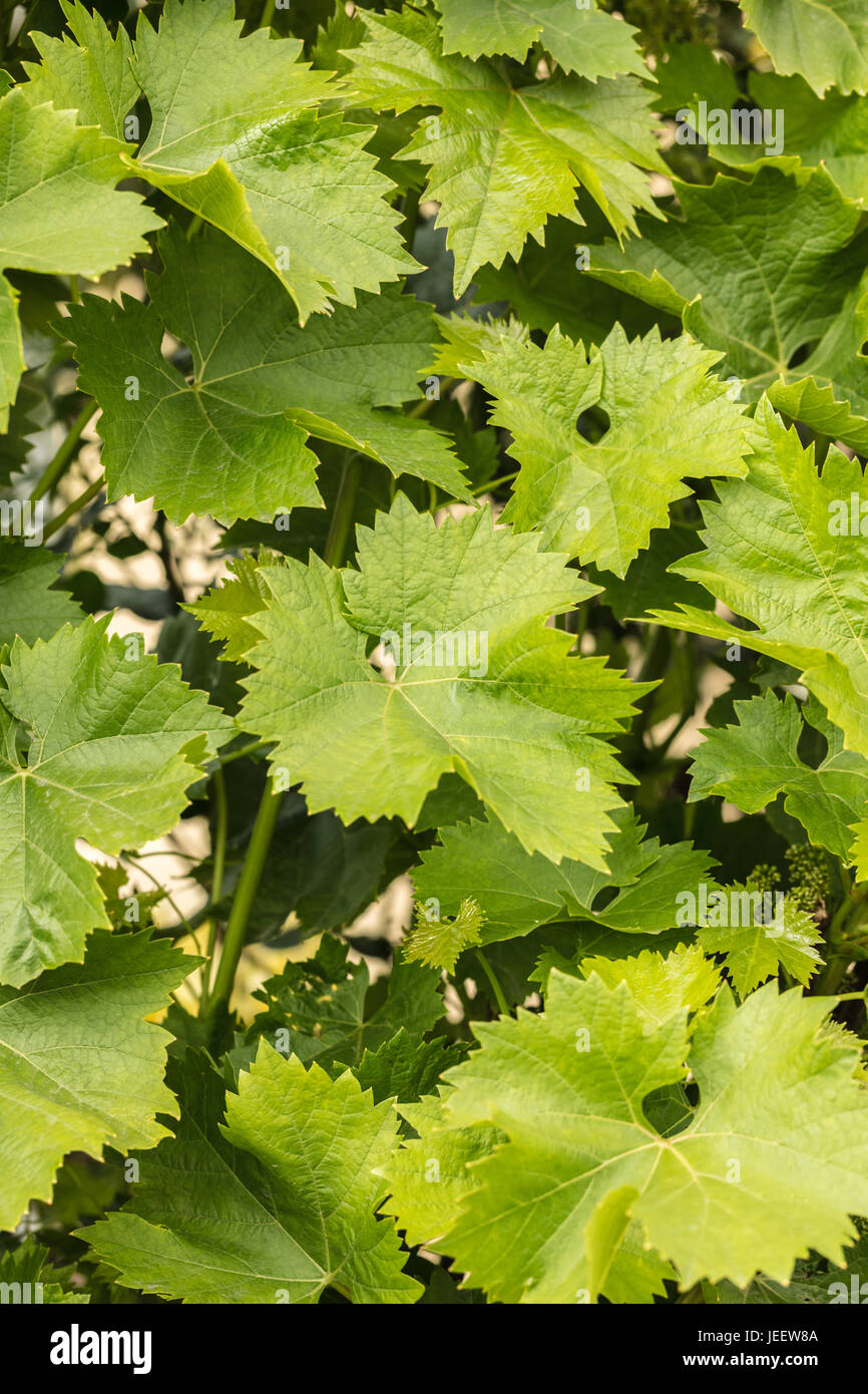Natural background of green grape leaves closeup Stock Photo - Alamy