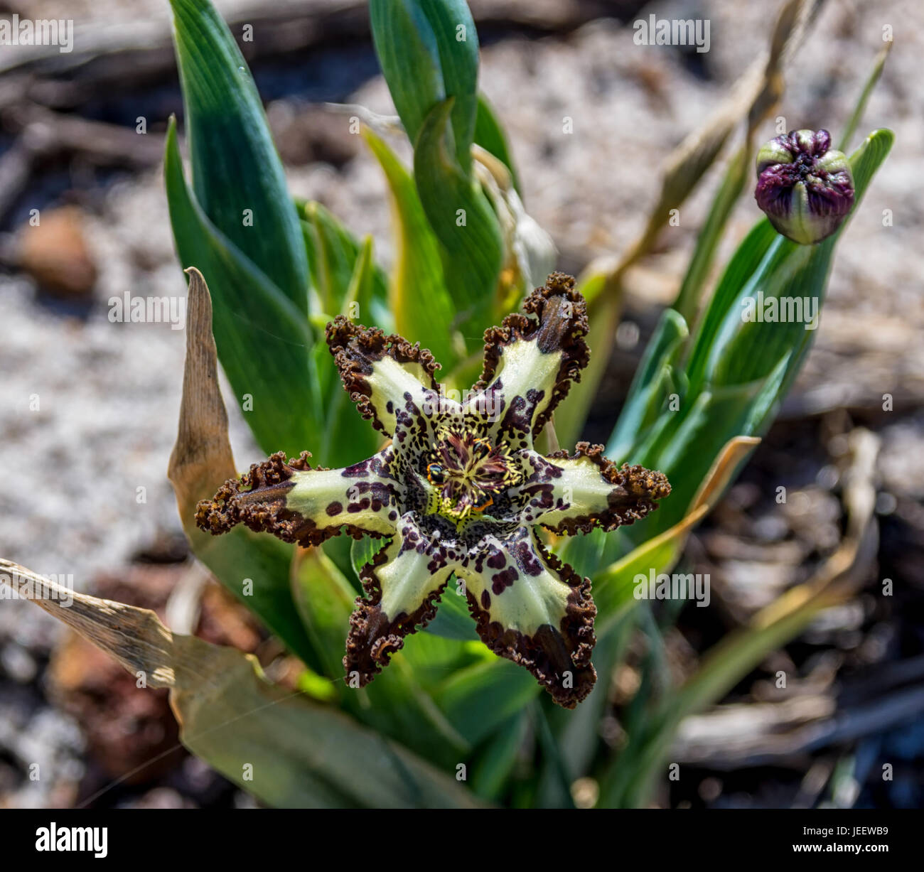 The strange and wonderful Ferraria crispa flower Stock Photo - Alamy