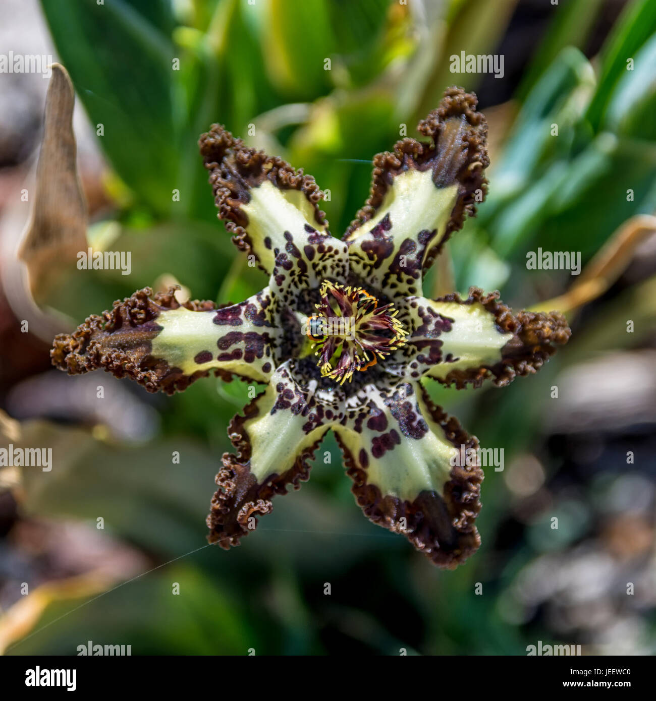 The strange and wonderful Ferraria crispa flower Stock Photo - Alamy