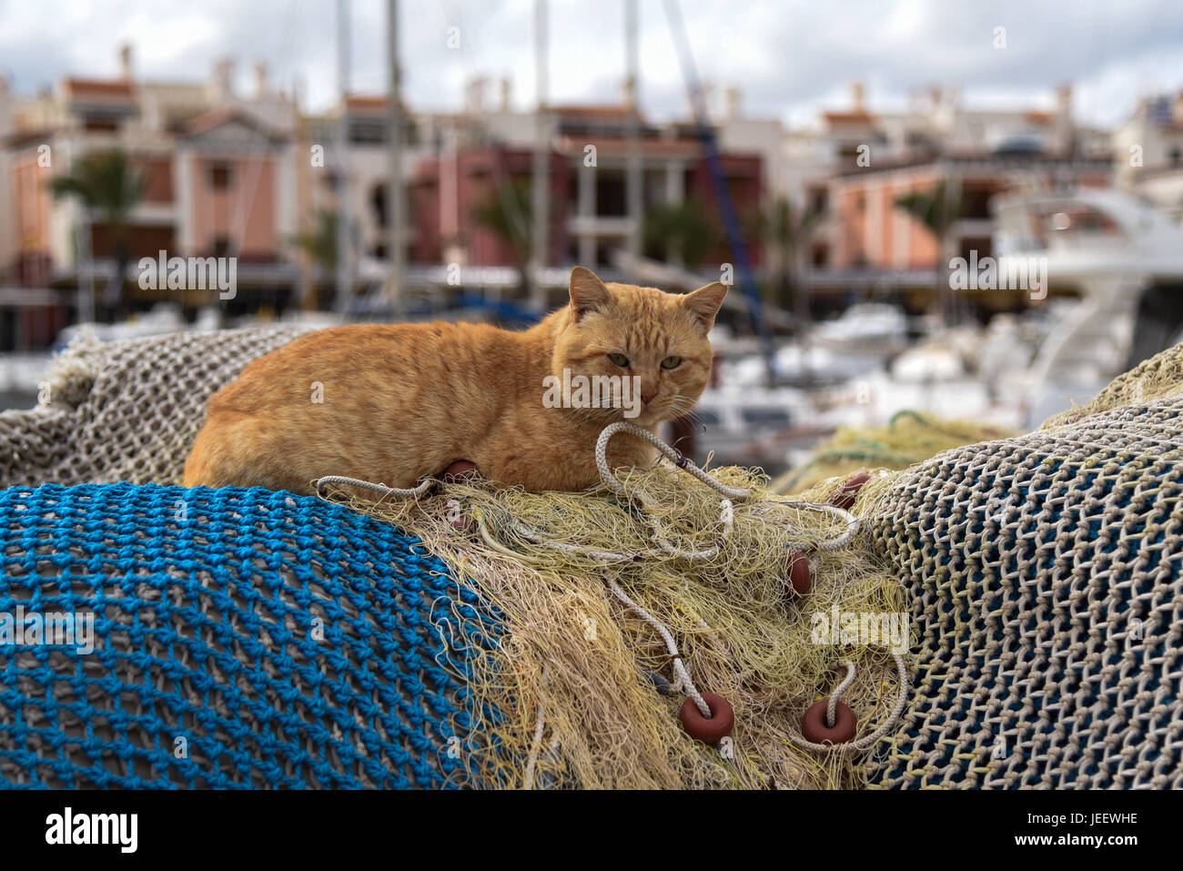 Fishing cats hi-res stock photography and images - Alamy