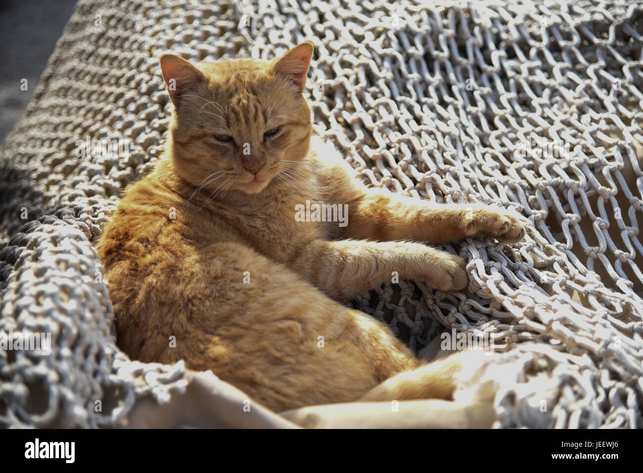 Bathing cats hi-res stock photography and images - Alamy