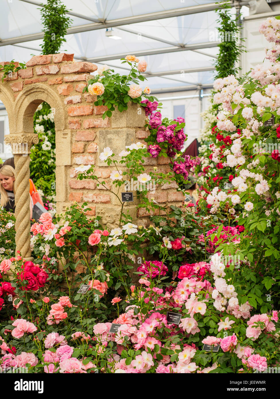 Variegated roses hi-res stock photography and images - Alamy