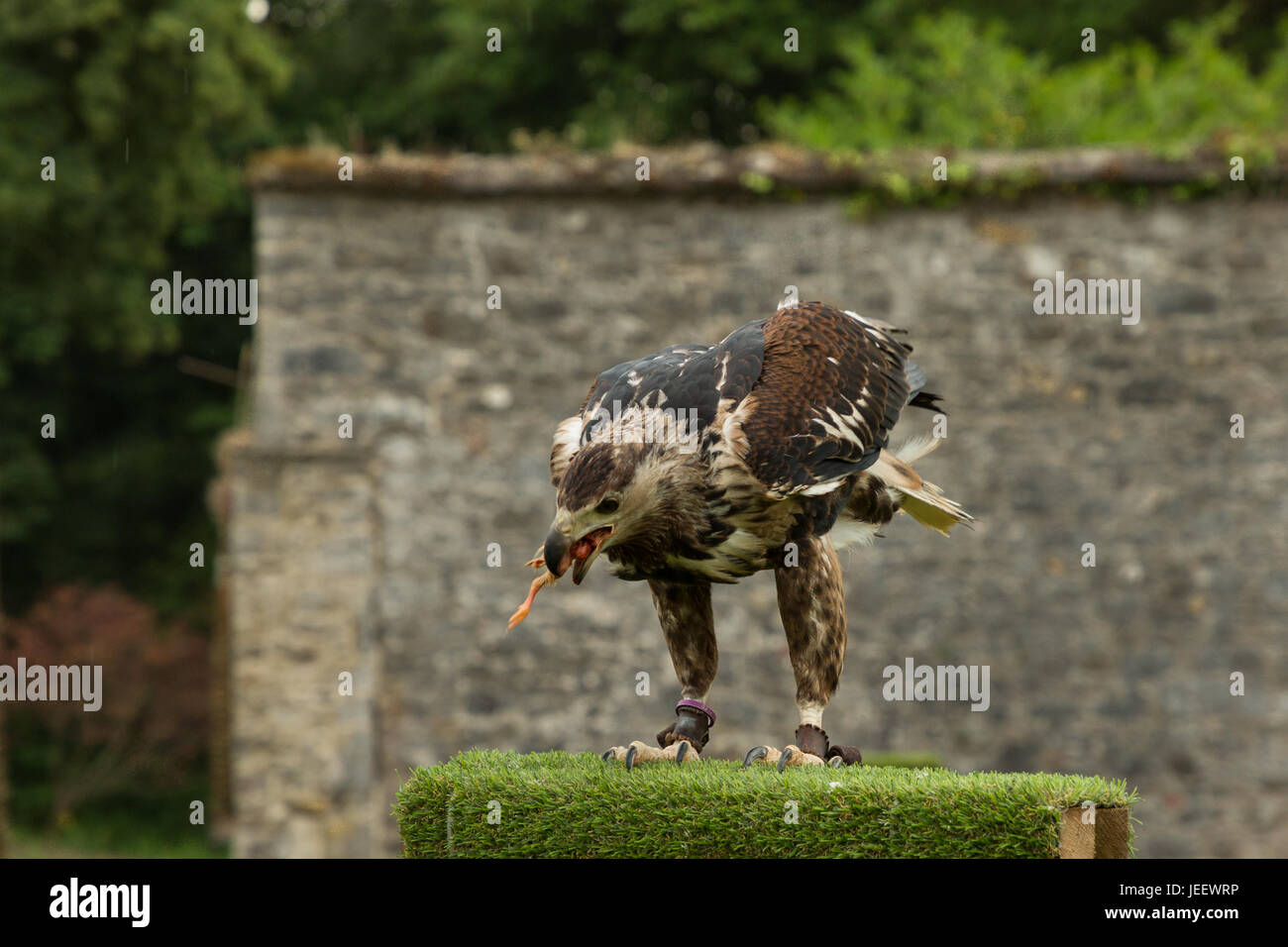 Falcon The Hunter High Resolution Stock Photography and Images - Alamy