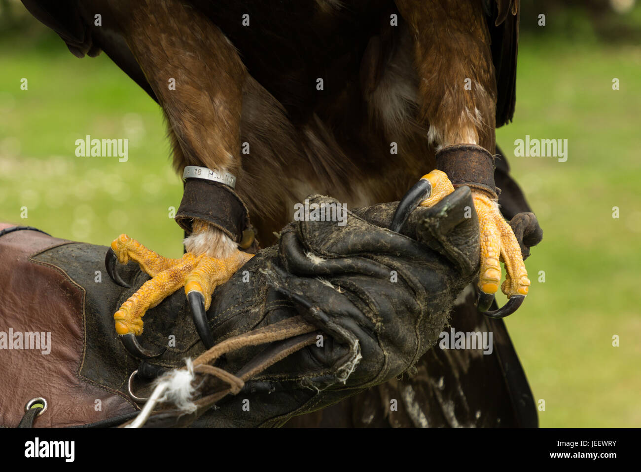 a golden eagle's powerful talons Stock Photo - Alamy