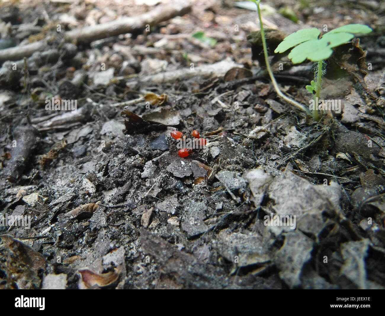 Baby beetles hi-res stock photography and images - Alamy