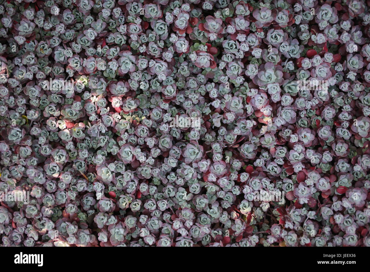 Purple broadleaf stonecrop hi-res stock photography and images - Alamy