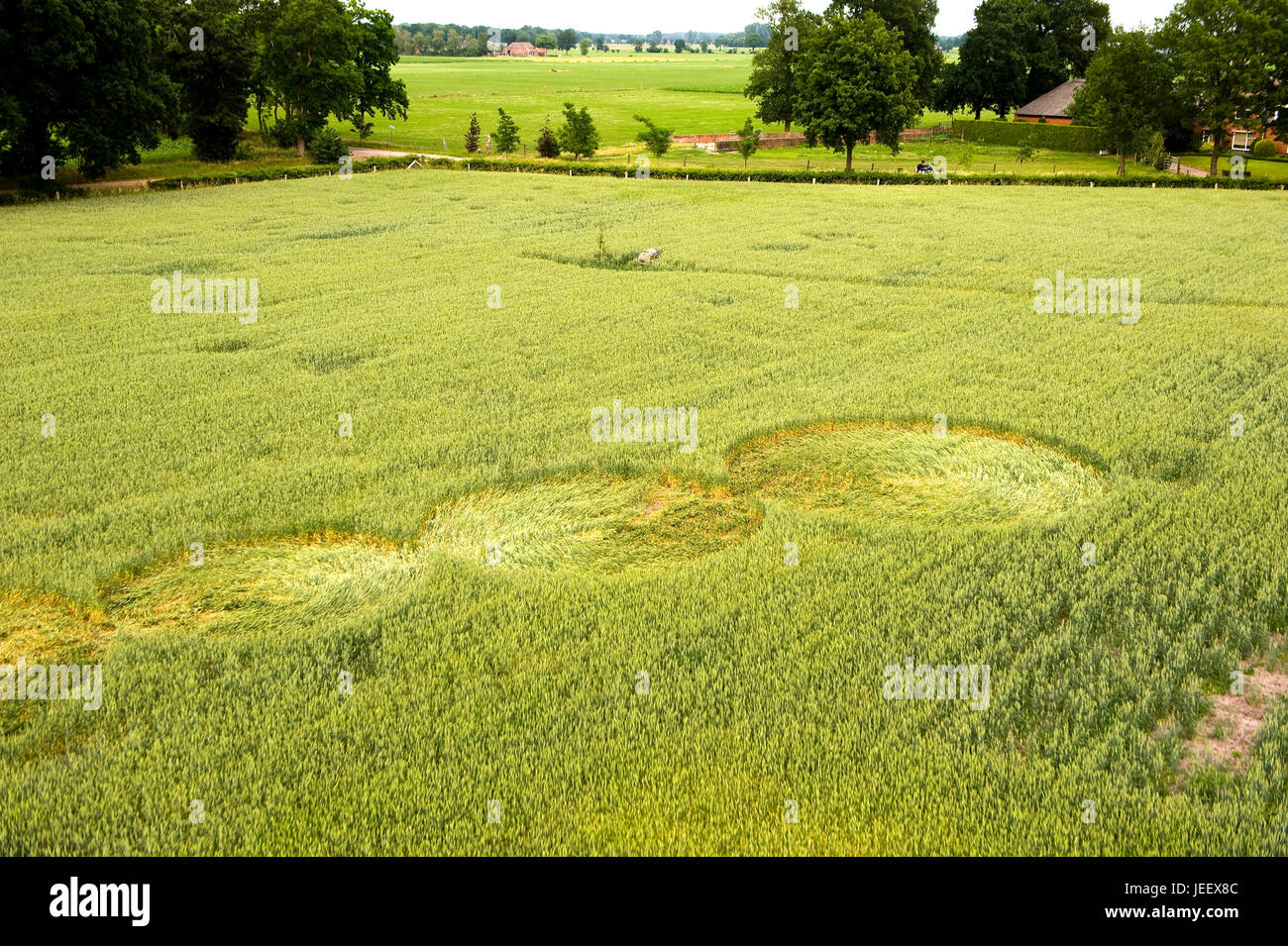 Mysterious crop circle in a wheat field near the city of Lochem in the ...