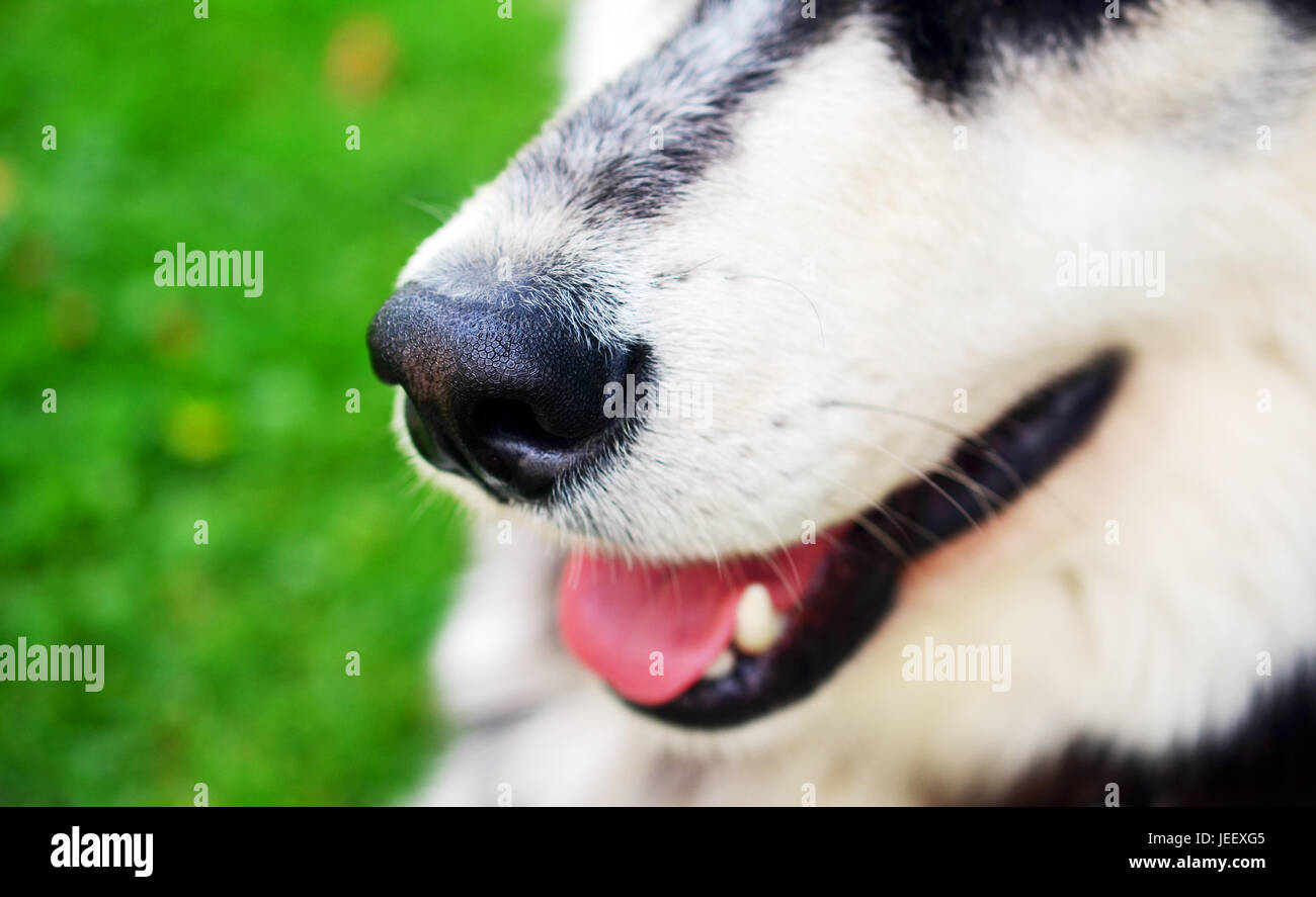 Husky snout hi-res stock photography and images - Alamy
