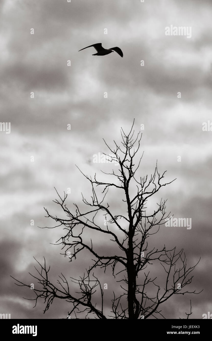 Bird flying over dead tree in silhouette. Dark and ominous sky ...