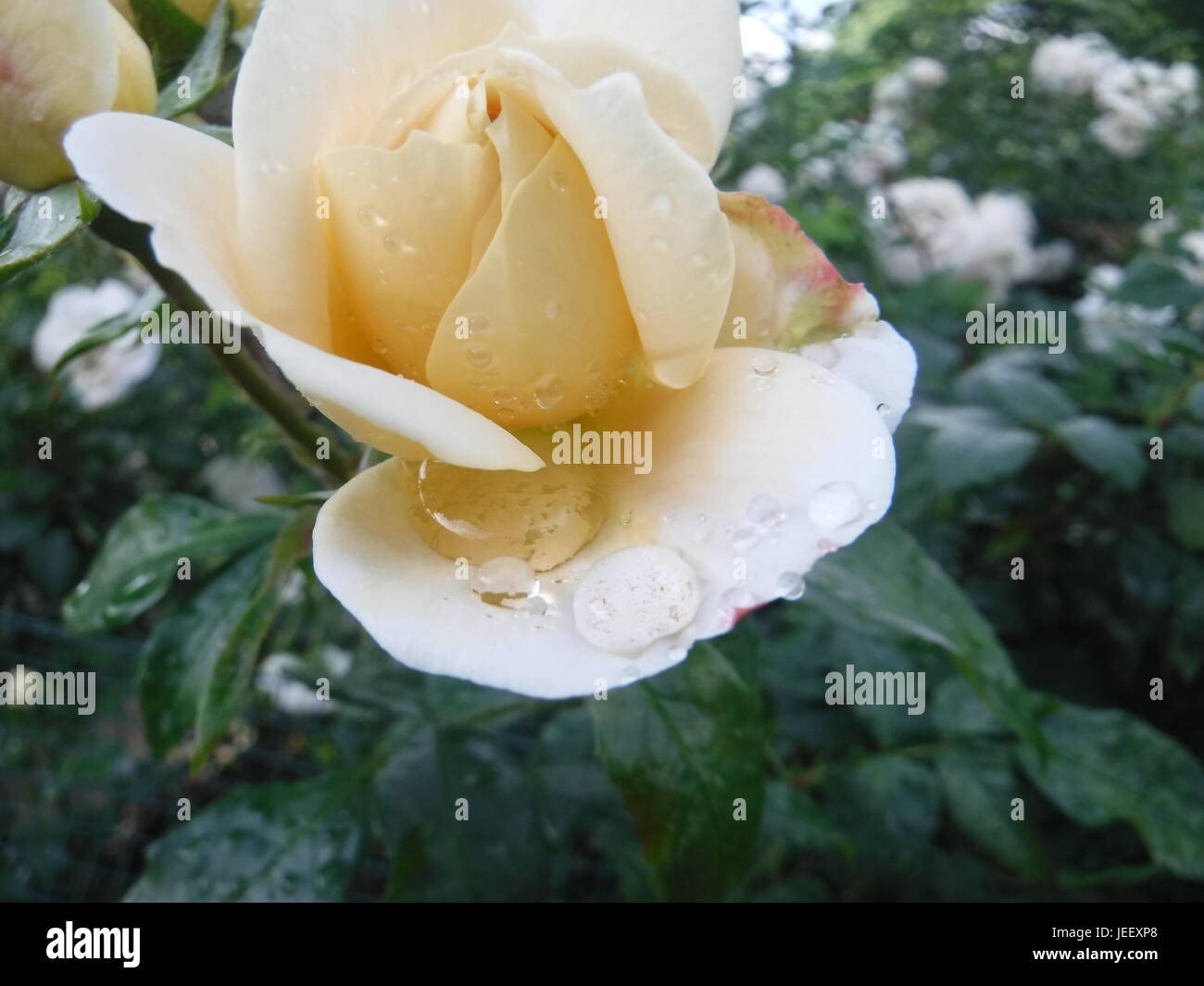 White Rose with water drops Stock Photo - Alamy