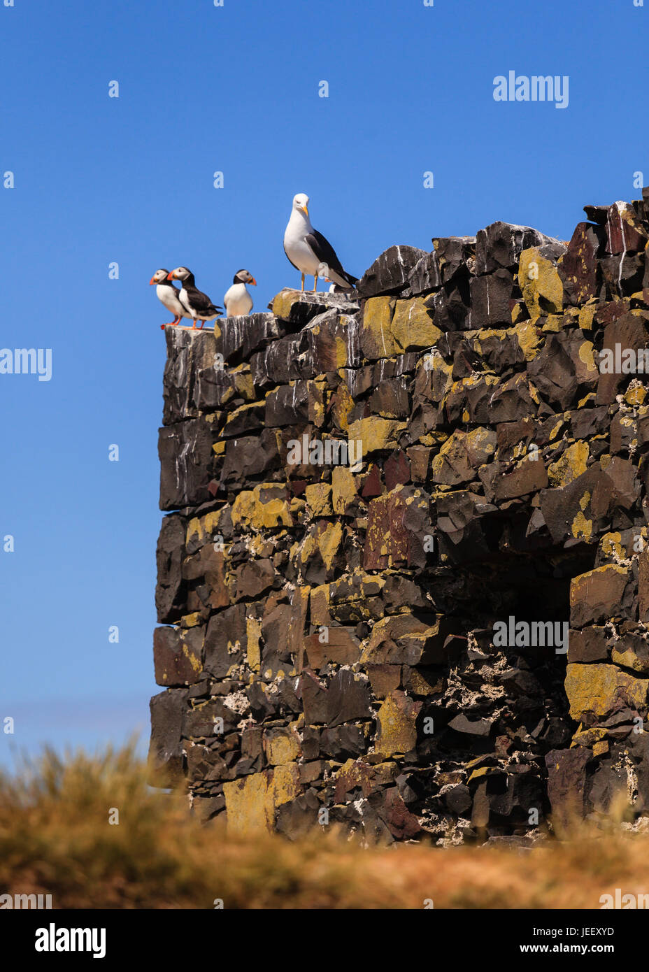 Birds Roosting. Puffins with a seagull roosting on the Farne Islands ...