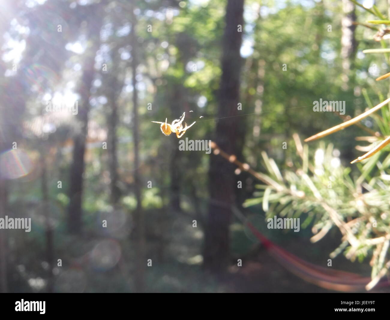 Spider crossing the line Stock Photo - Alamy