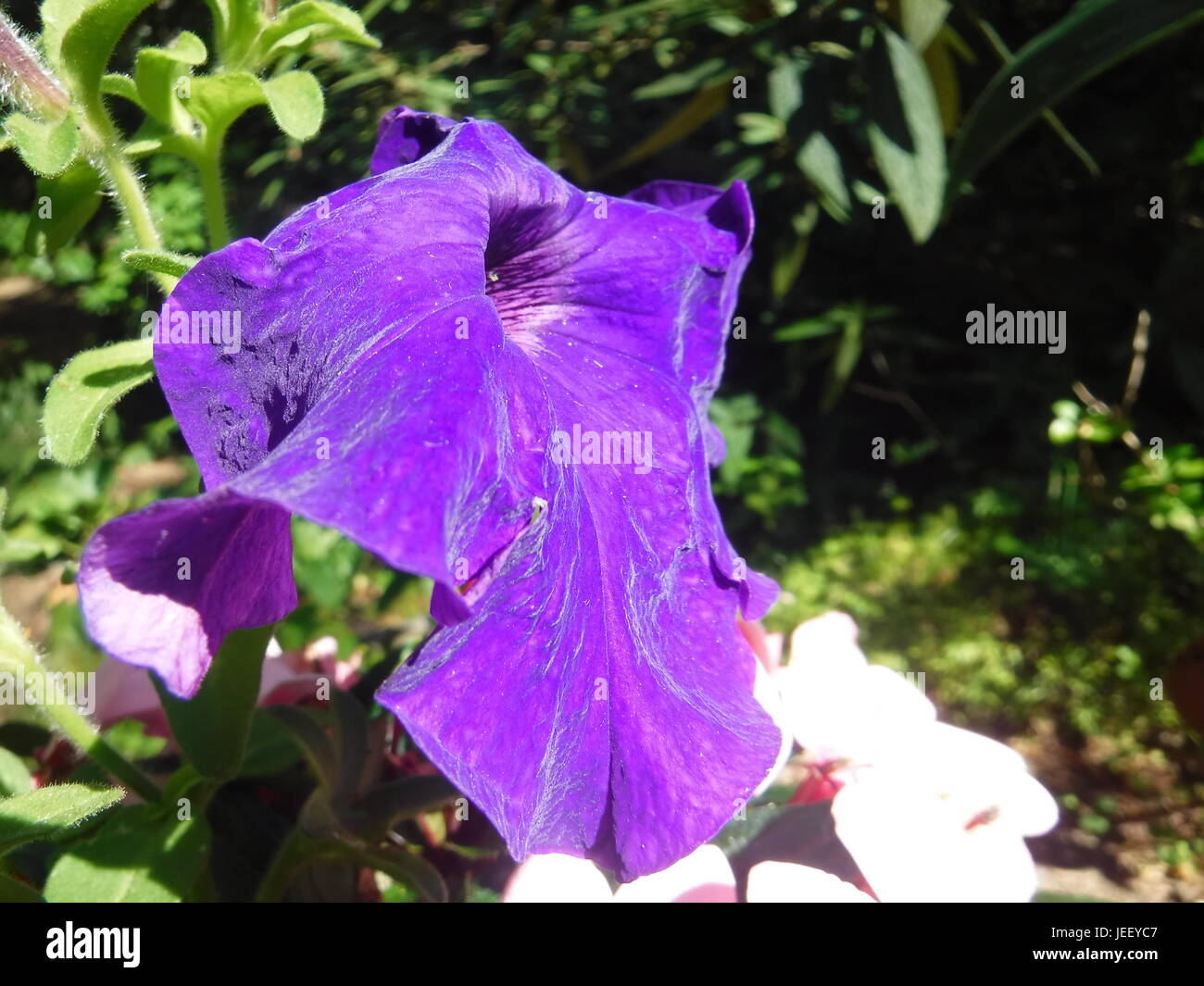 Iridescent Purple Flower Stock Photo - Alamy