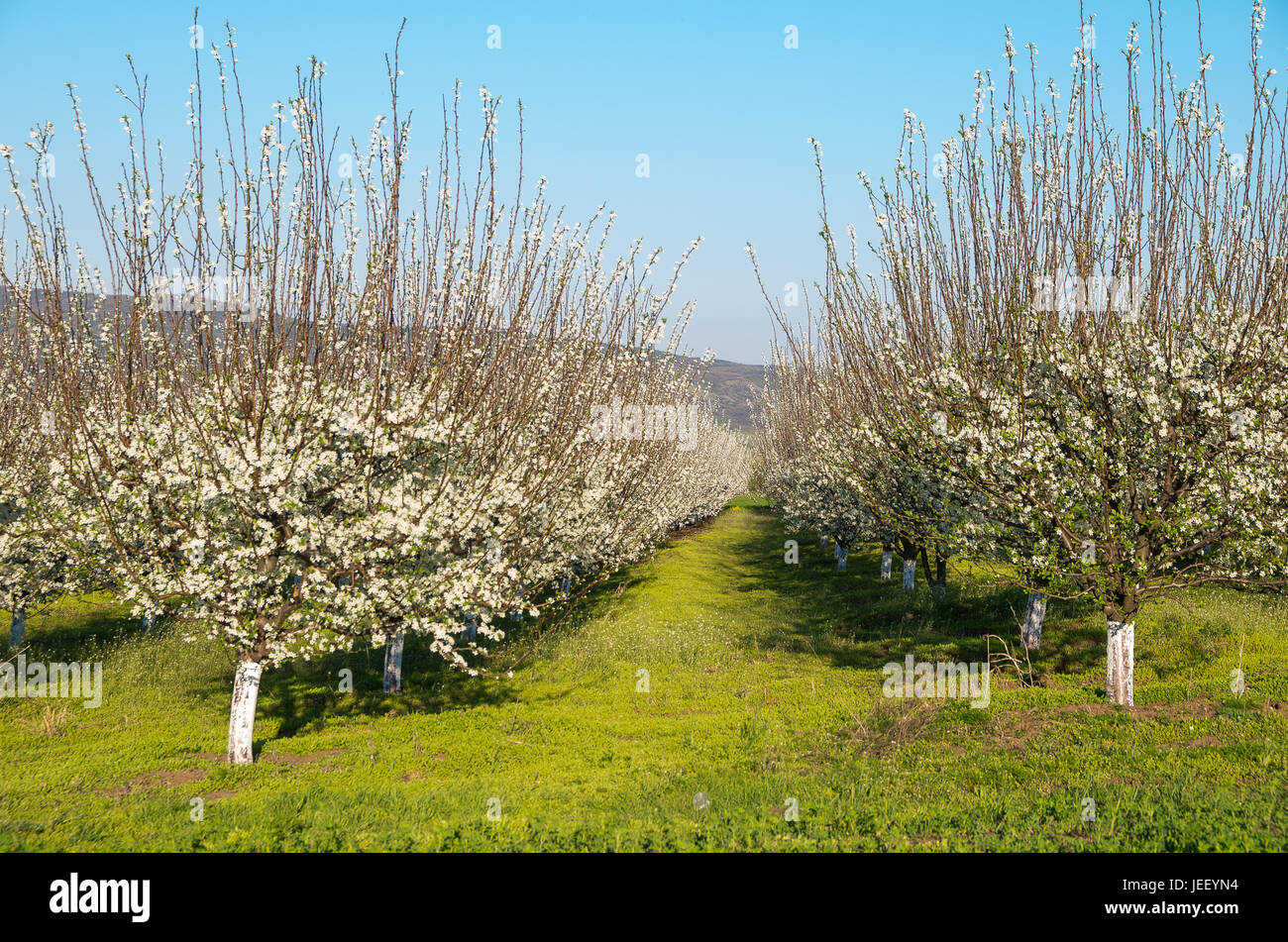 Agriculture - Blue plum orchard in full bloom Stock Photo - Alamy