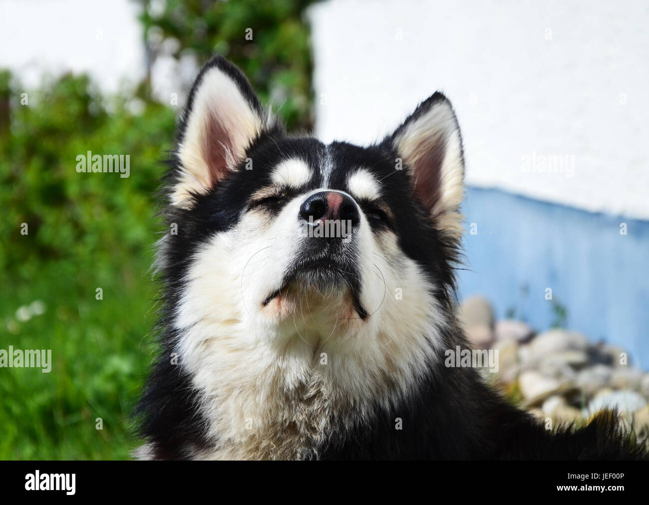Beautiful Siberian Husky sniffing the air Stock Photo - Alamy