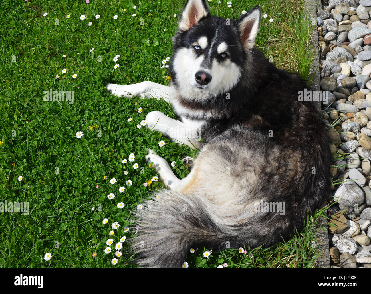 Beautiful Siberian Husky laying on a green field with daisies in summer ...