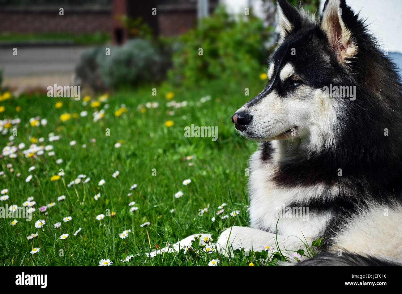 Beautiful Siberian Husky laying on a green field with daisies in summer ...