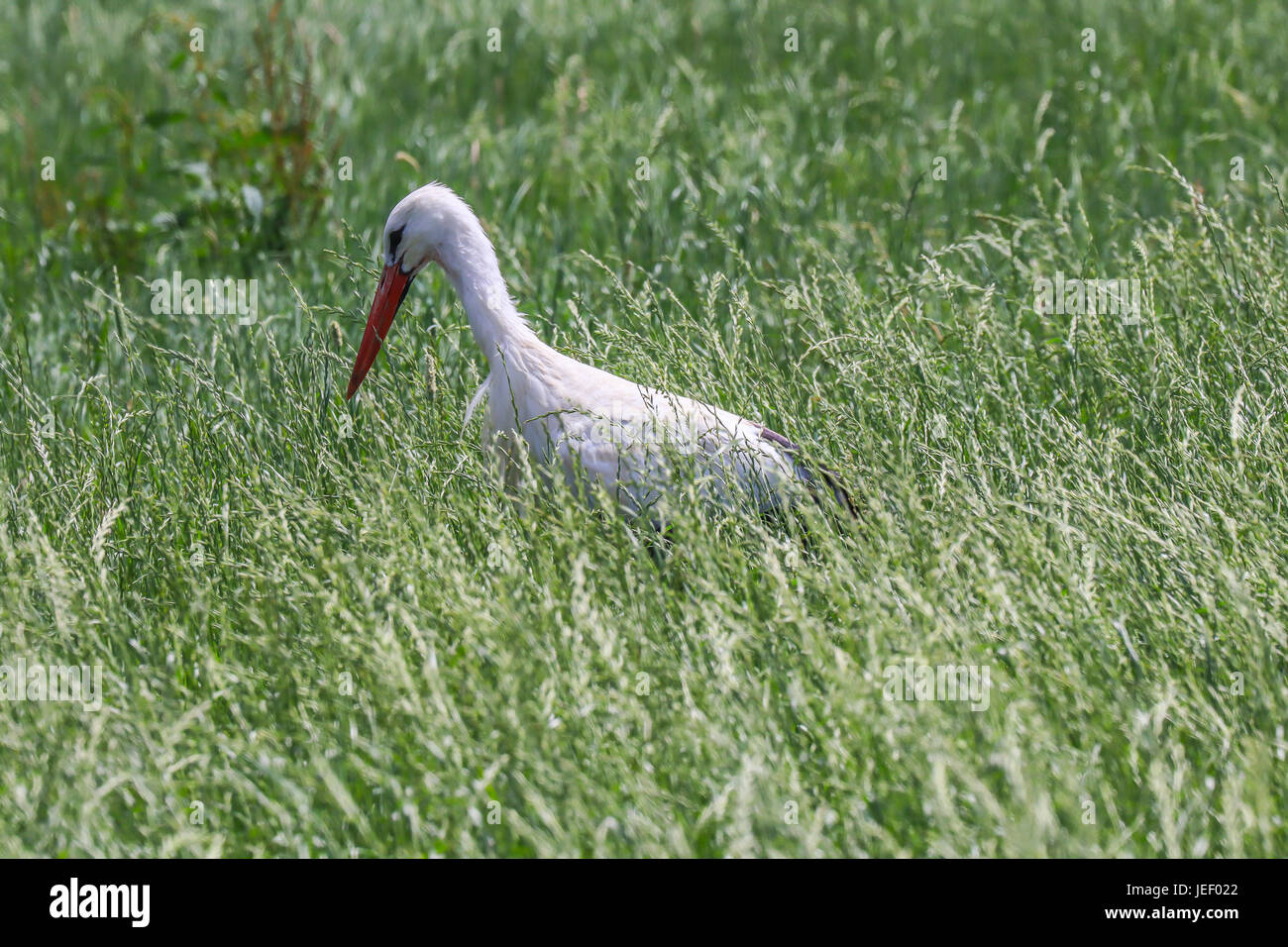 White Stork in a field, South Germany Stock Photo - Alamy