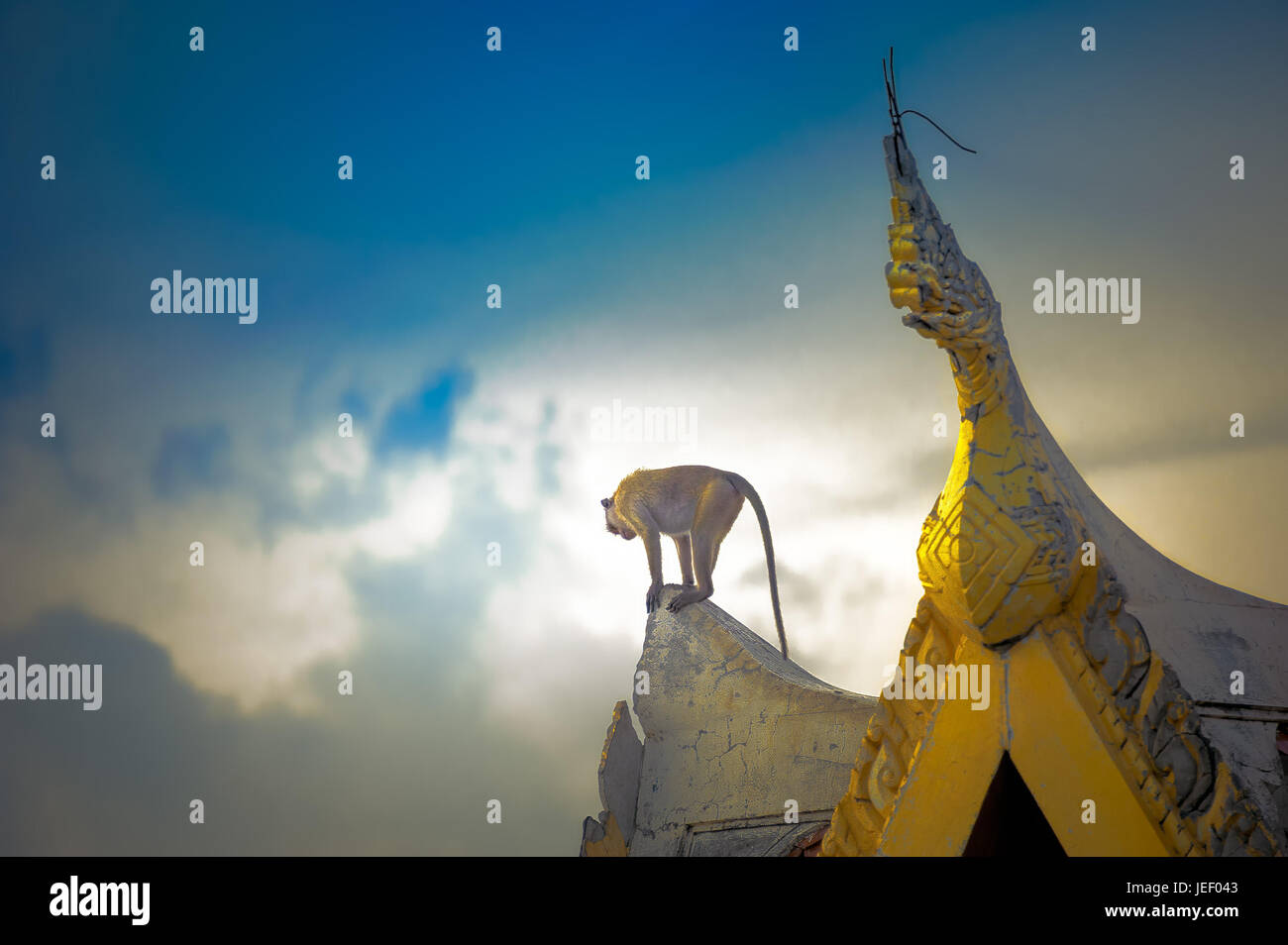MONKEY ON EDGE : A lone monkey stands on the ridge of a temple gazing ...