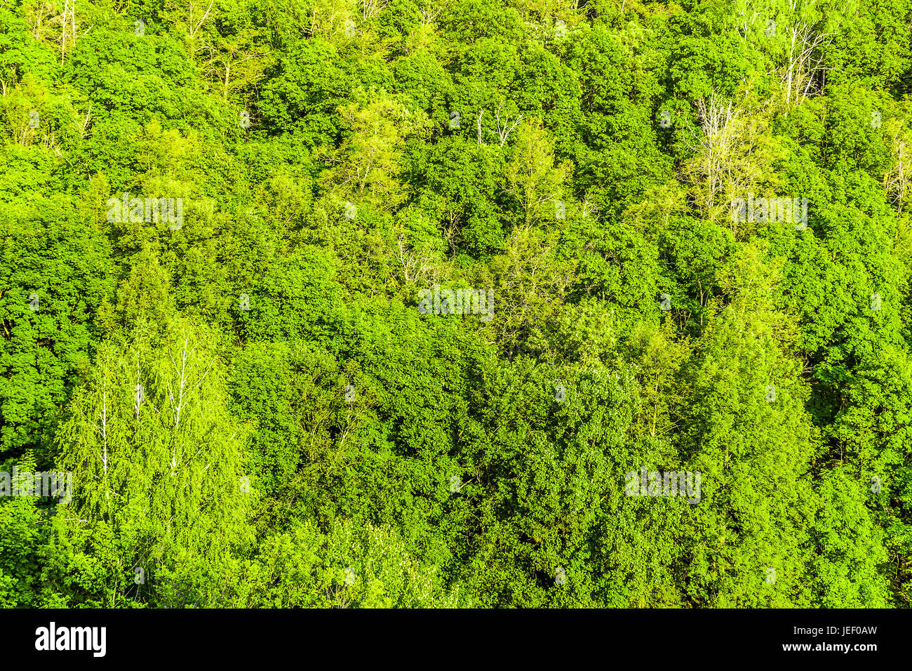 Forest view from above as background closeup Stock Photo - Alamy