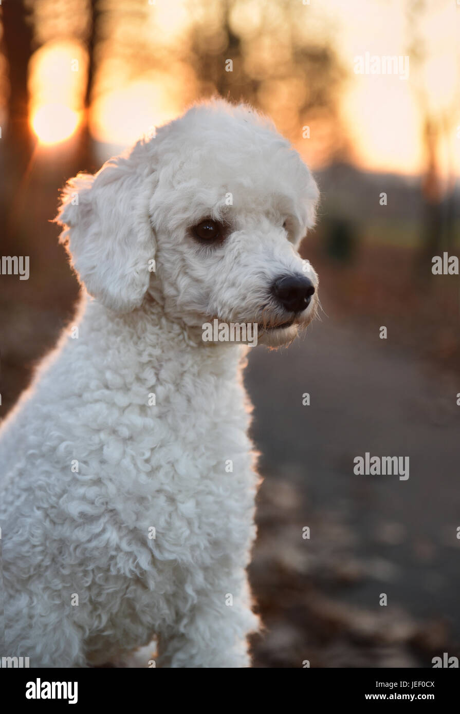 Small white poodle posing in thepark Stock Photo - Alamy