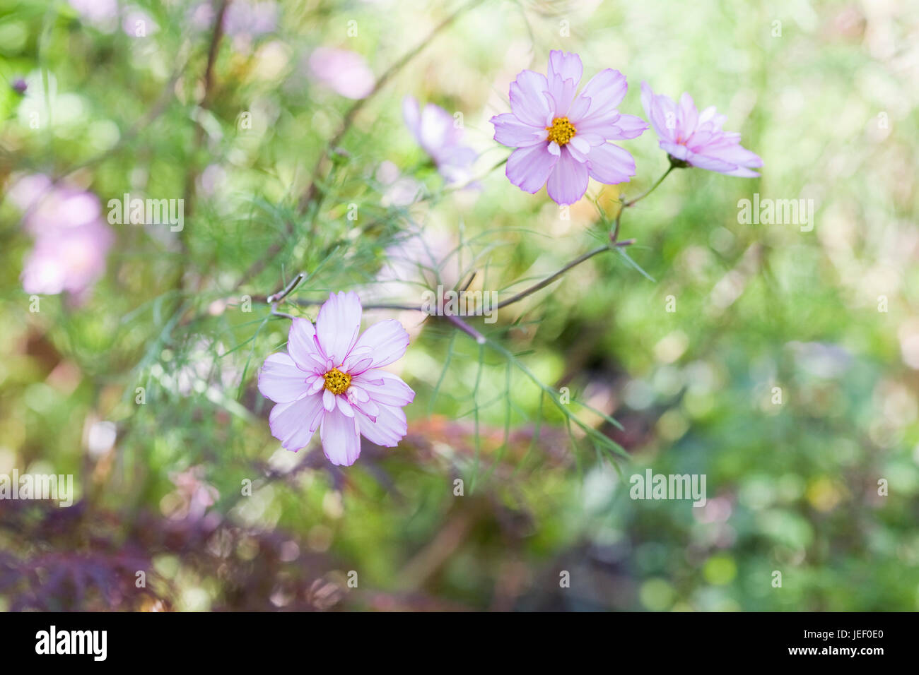 Cosmos bipinnatus 'Cosimo Collarette' Stock Photo - Alamy