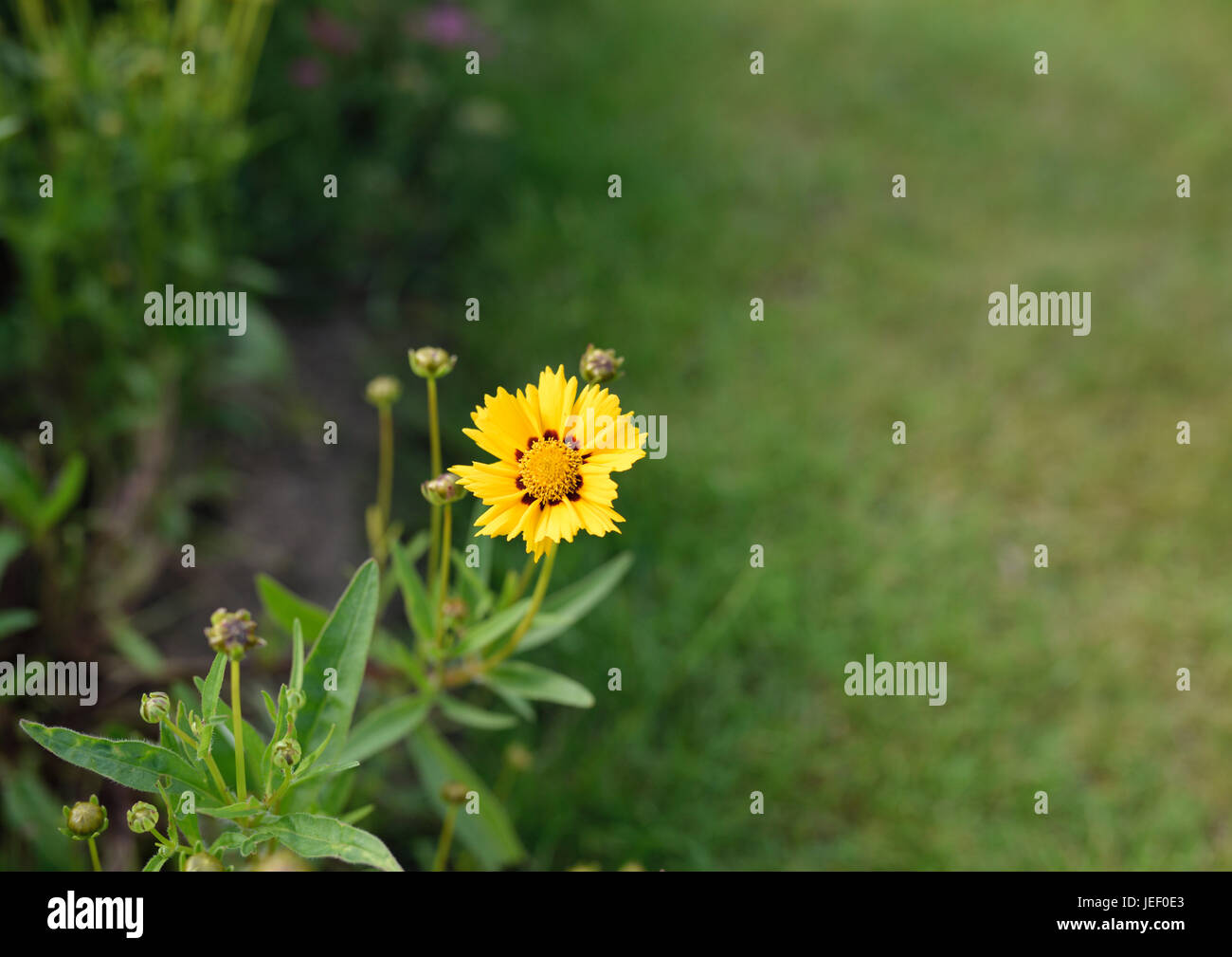 Coreopsis baby gold flower, flower head with soft focus blurred grass ...